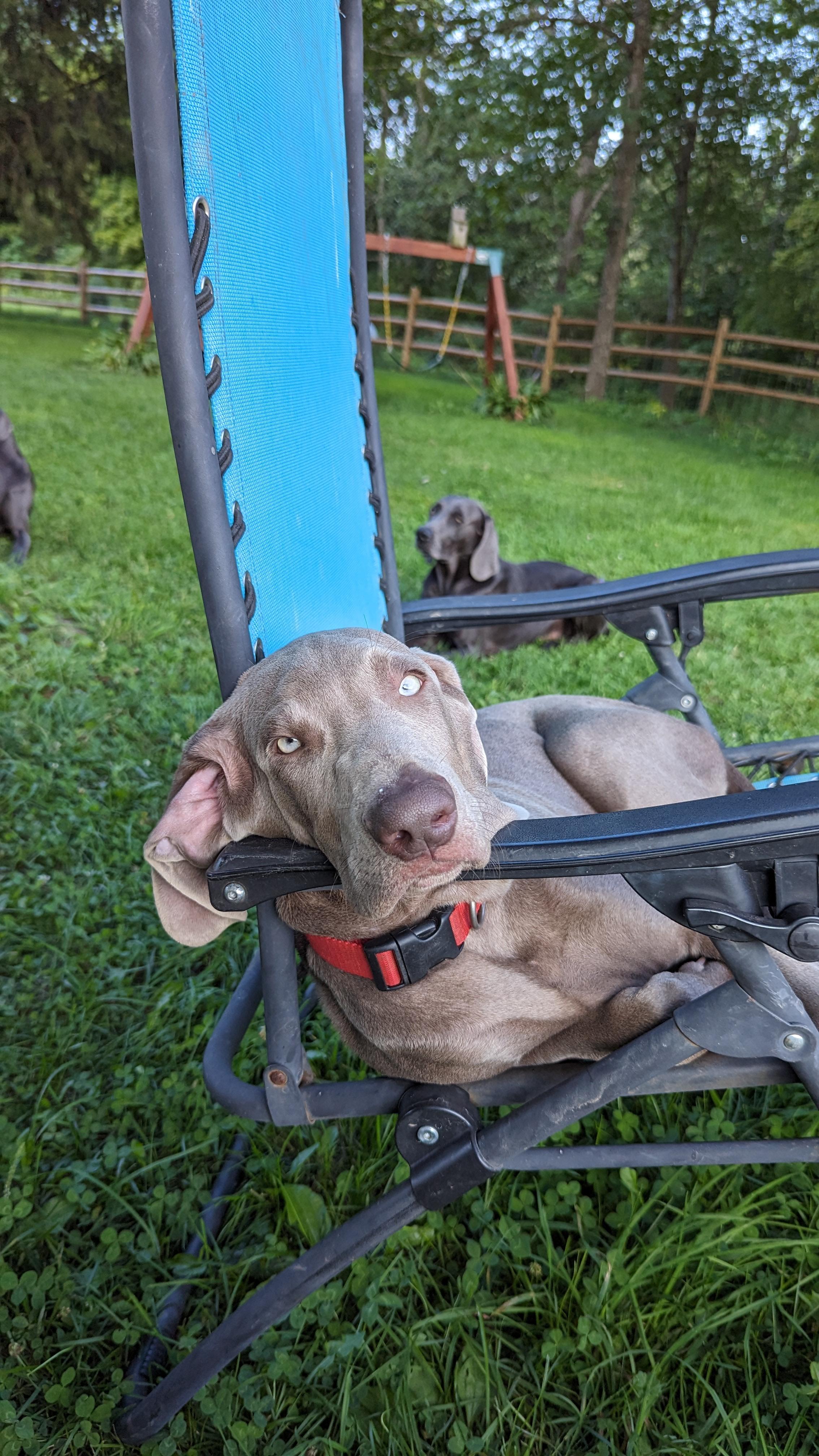 Barton's Weimeraners in New York | Weimaraner puppies | Good Dog