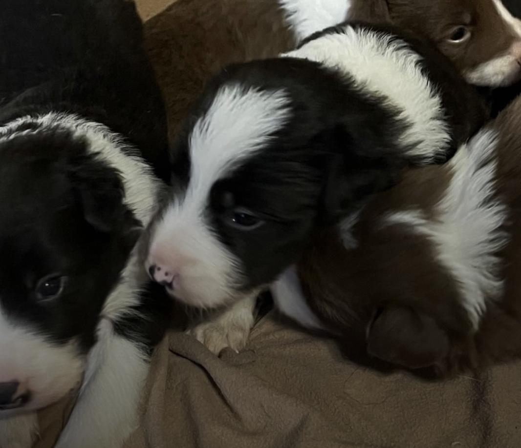 Richardson's Border Collies in Texas | Border Collie puppies | Good Dog