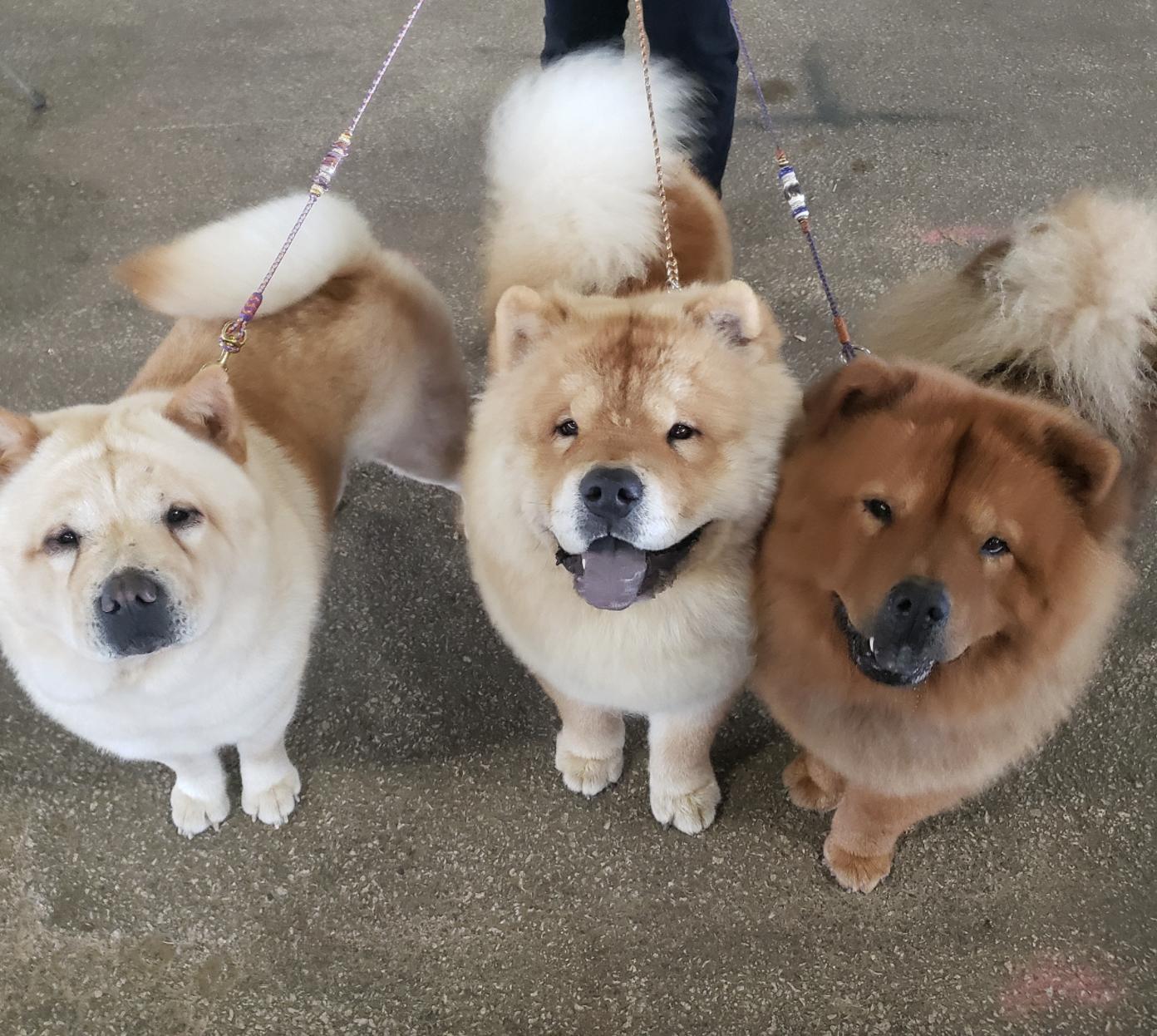 Morocco Chows- Specializing in Smooth Coats in Texas | Chow Chow ...