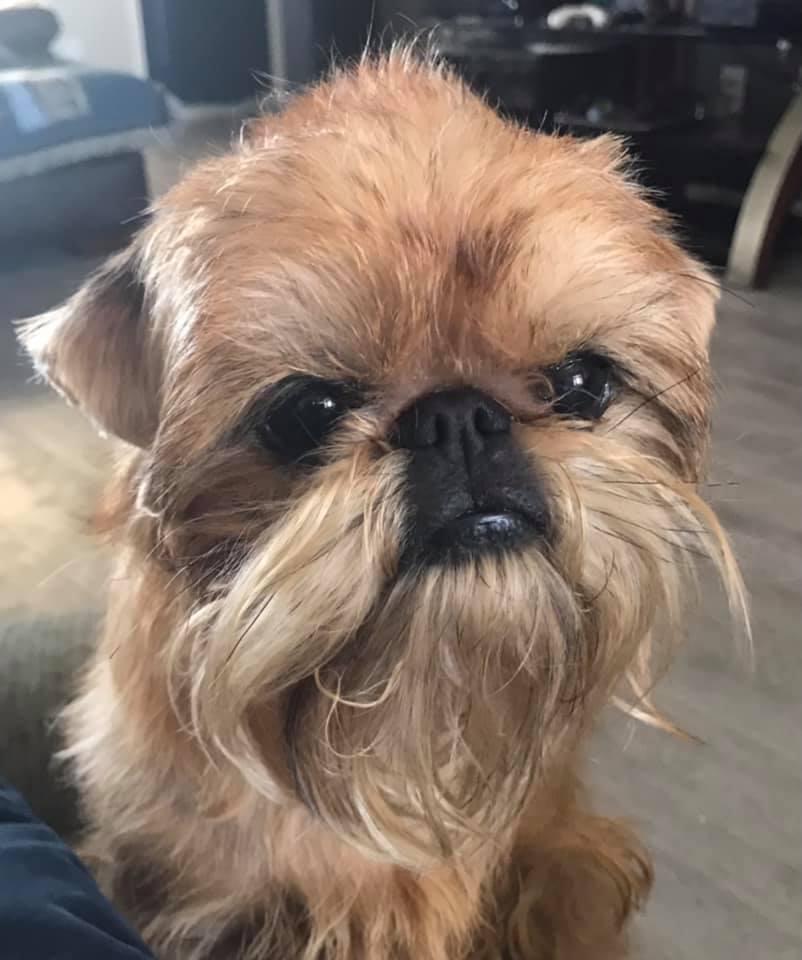 Dog DeVogue in Texas | Brussels Griffon and Smooth Fox Terrier puppies ...