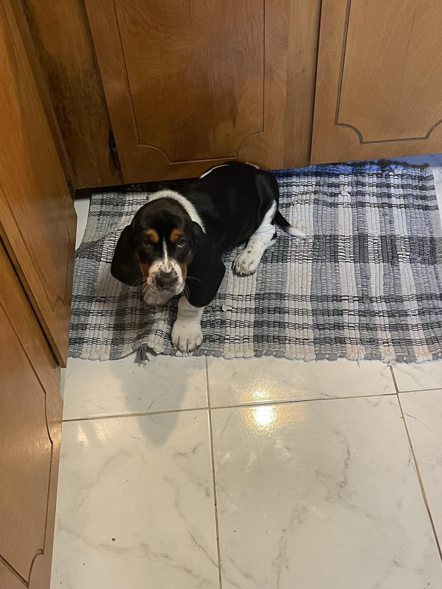 Home Grown Basset Hounds of Alabama in Alabama | Basset Hound puppies ...
