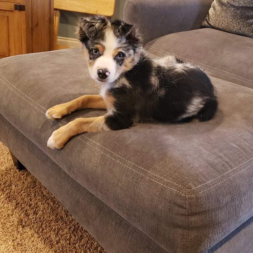 Sweet Southern Mini Aussies in Texas | Miniature Australian Shepherd ...