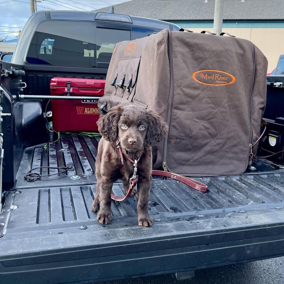 Show Me Boykins in North Carolina | Boykin Spaniel puppies | Good Dog