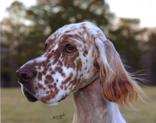Admiralty English Setters in Virginia | English Setter puppies | Good Dog