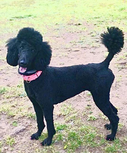 Hidden Ridge Ranch in New York | Poodle puppies | Good Dog