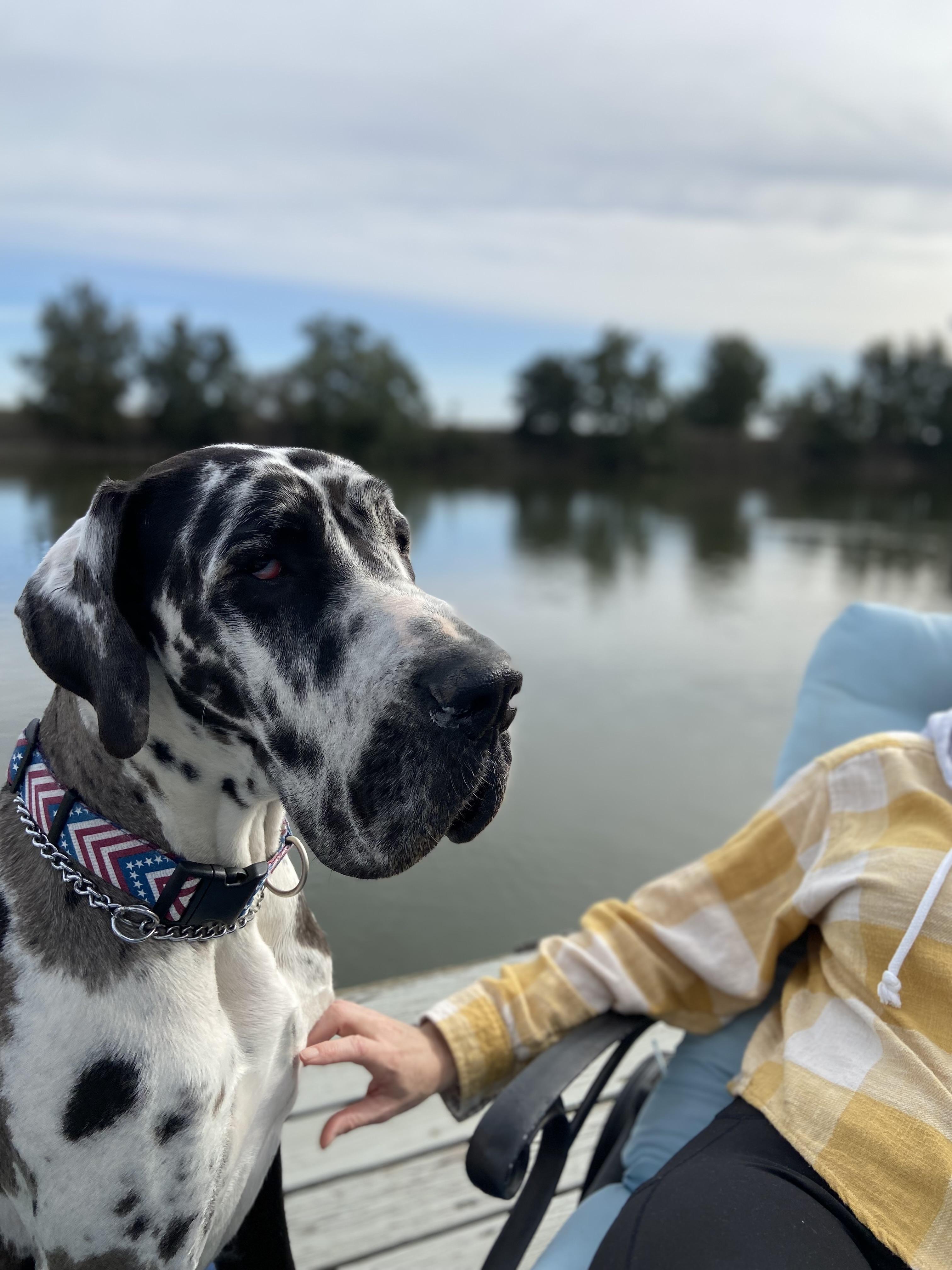 California Delta Danes in California | Great Dane puppies | Good Dog