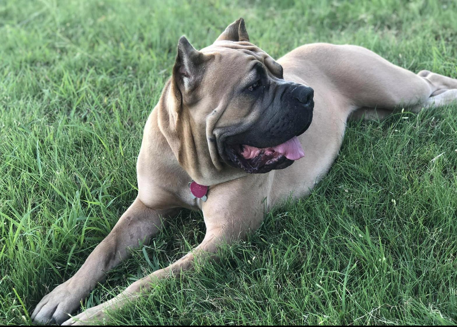 Stella's Corsos in Texas | Cane Corso puppies | Good Dog