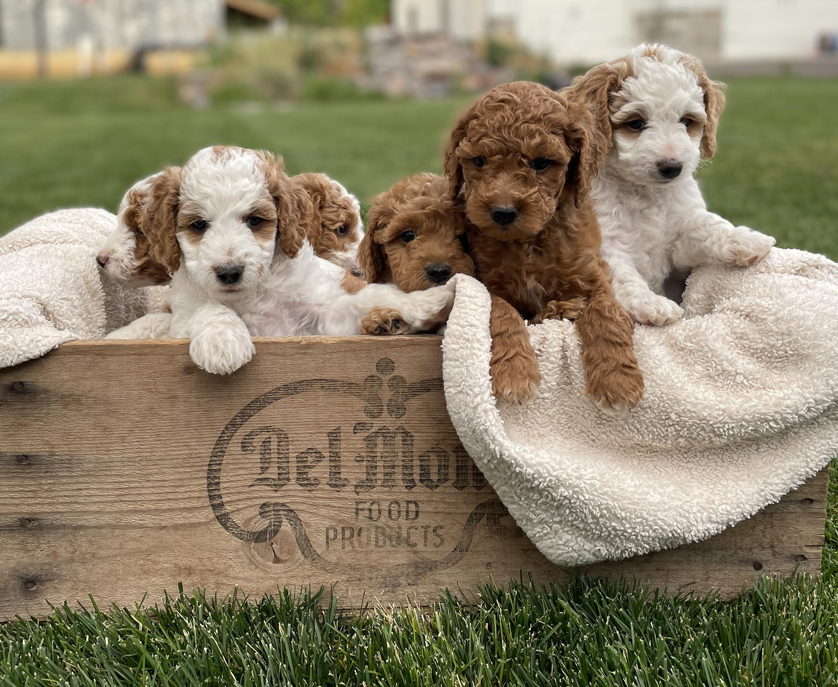 Small Town Doodles in Utah | Goldendoodle puppies | Good Dog