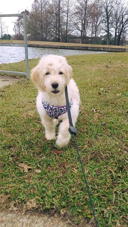 Cooper Doodle in Mississippi | Goldendoodle puppies | Good Dog