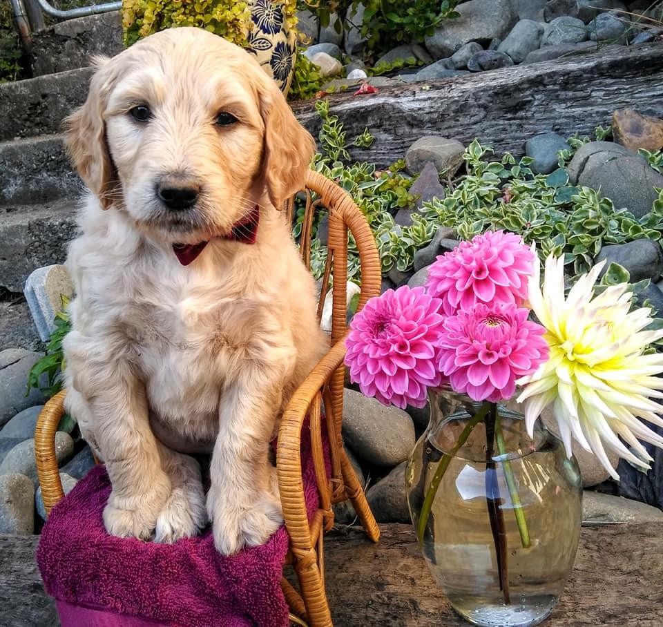 Adorable Mini Goldendoodles and Sheepadoodles in Washington ...