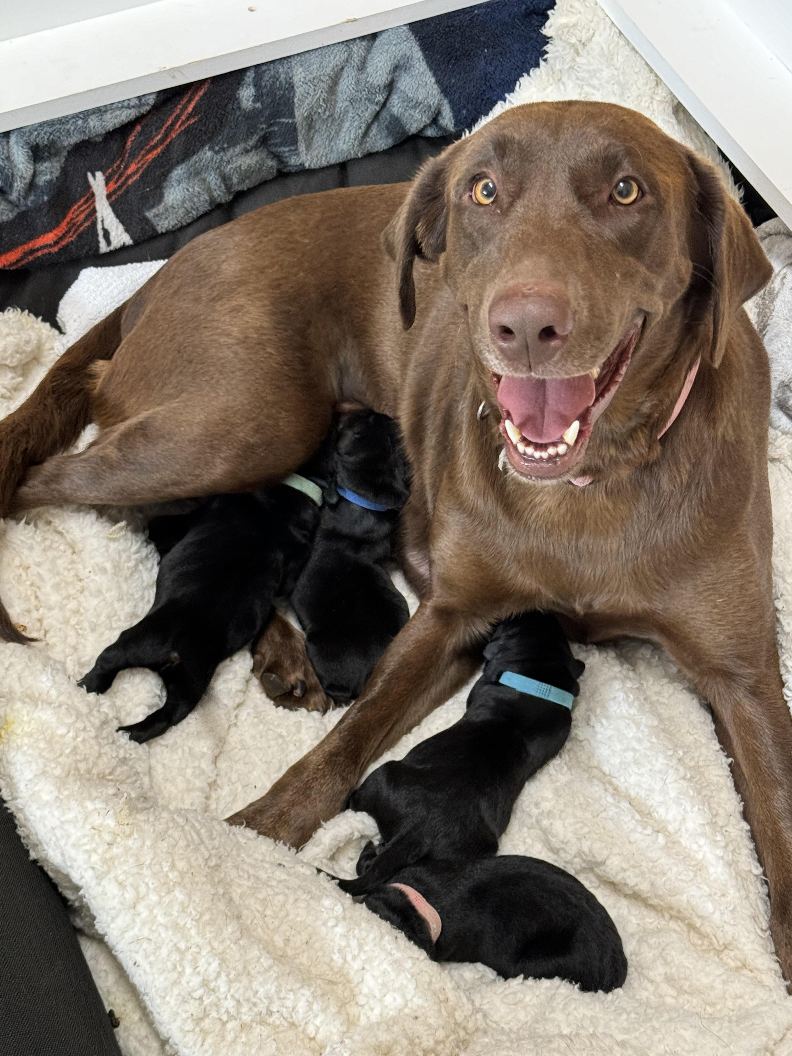 Andrew’s Labs in California | Labrador Retriever puppies | Good Dog