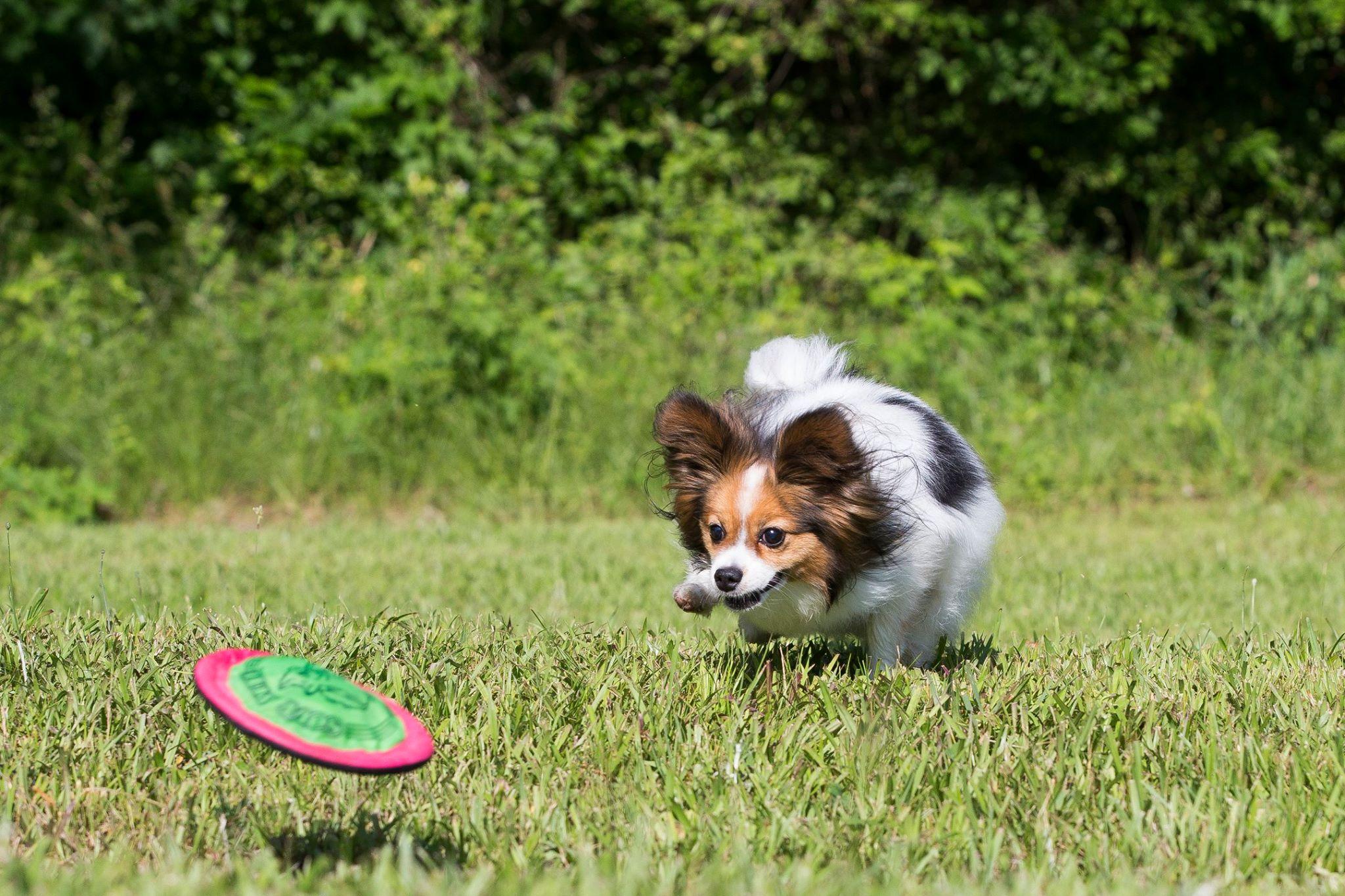 Voltige Papillons in North Carolina | Papillon puppies | Good Dog