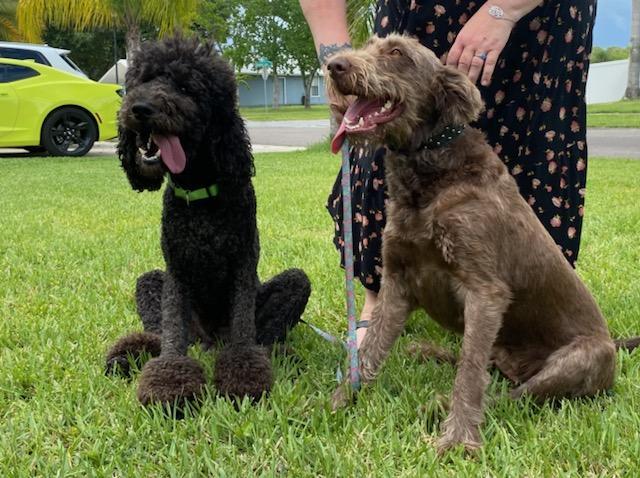 C M Cake in Florida | Labradoodle puppies | Good Dog