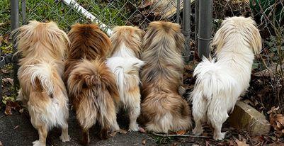 Peke Lovers of Texas in Texas | Pekingese puppies | Good Dog