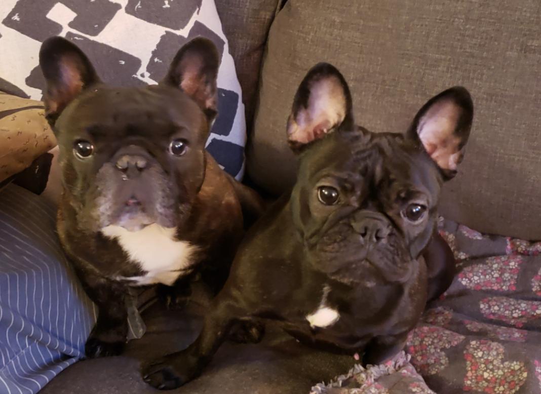 Cecelia Keltz in California | French Bulldog puppies | Good Dog