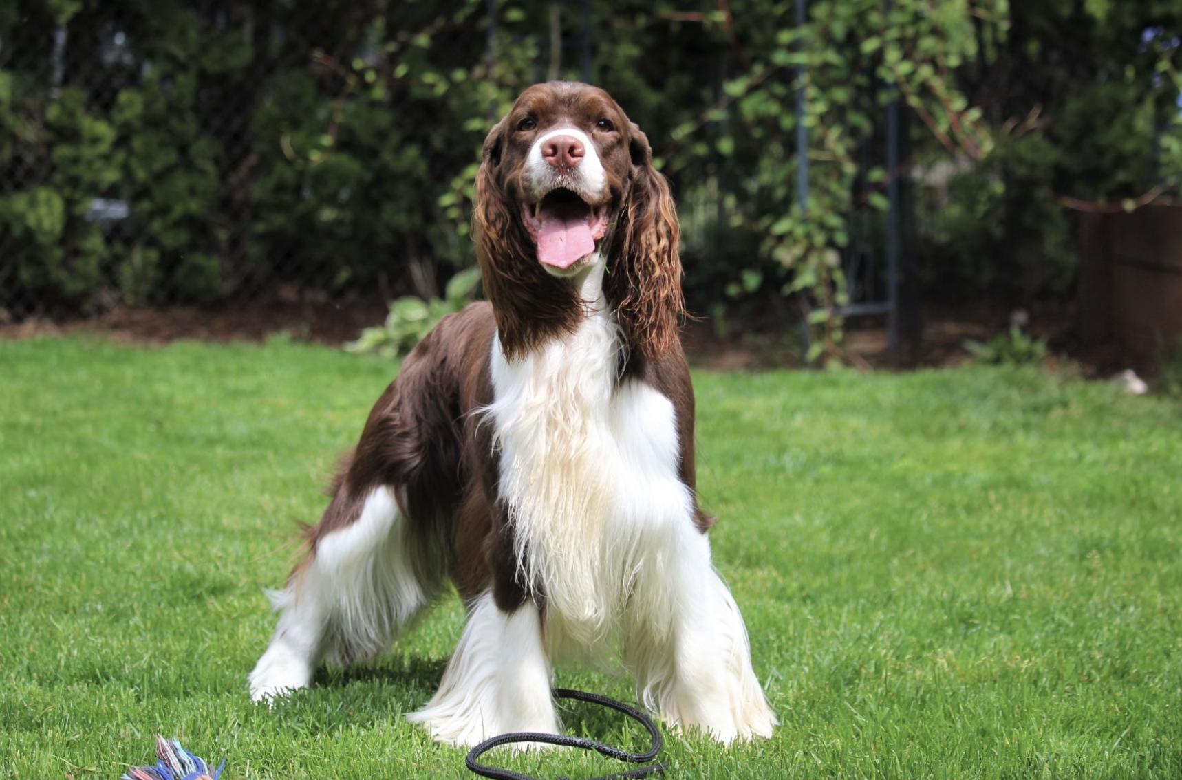 Ivy Hill English Springer Spaniels in Oregon | English Springer Spaniel ...