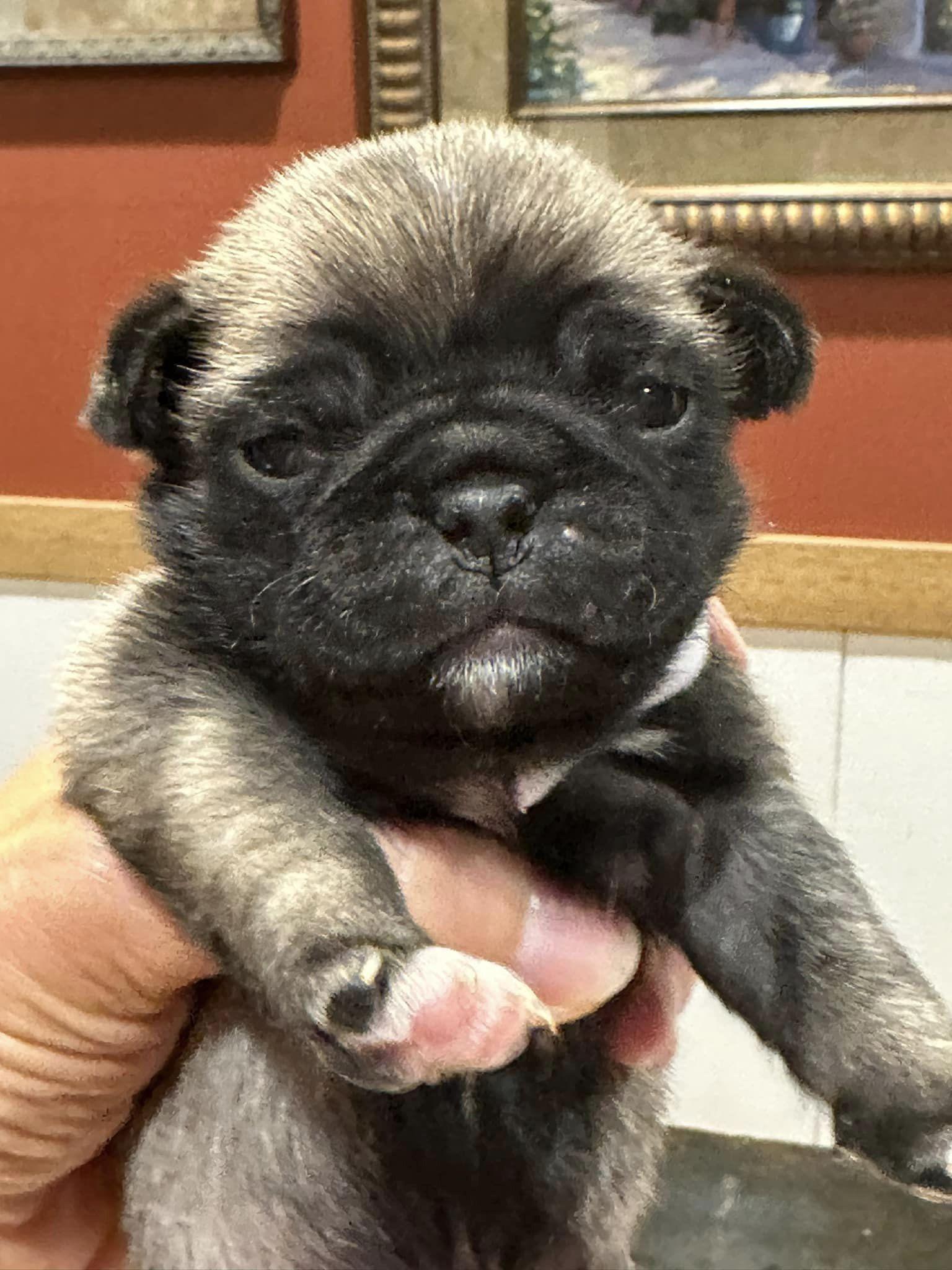 Spring Ridge Kennels in Mississippi | Dachshund and Pug puppies | Good Dog