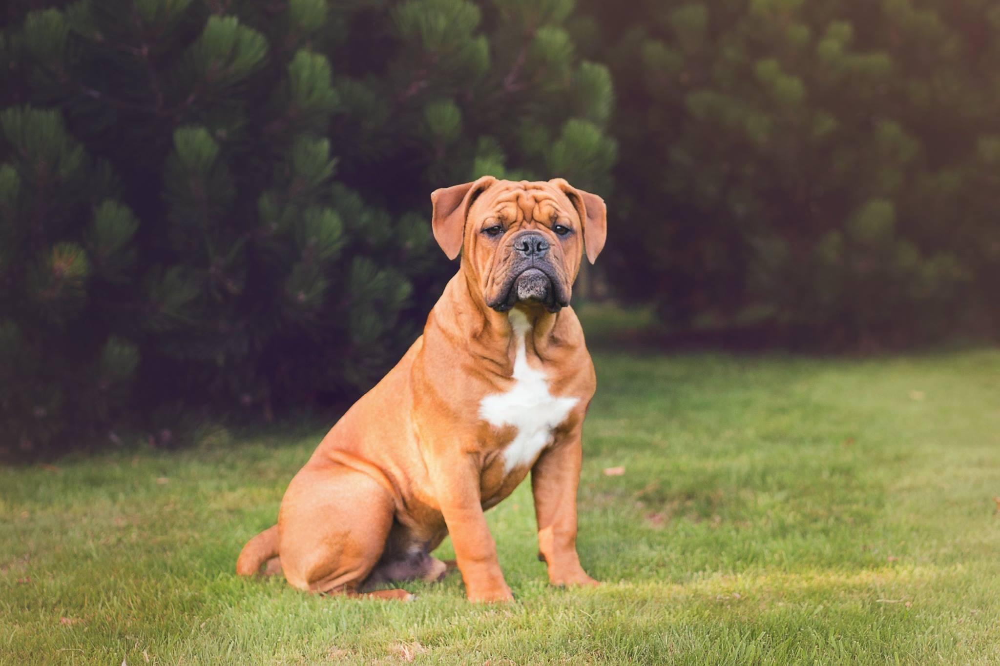 Royalty Leavitt Bulldogs in Massachusetts | Olde English Bulldogge ...