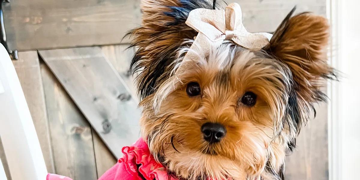 Bella's Beautiful Yorkies in Georgia | Yorkshire Terrier puppies | Good Dog