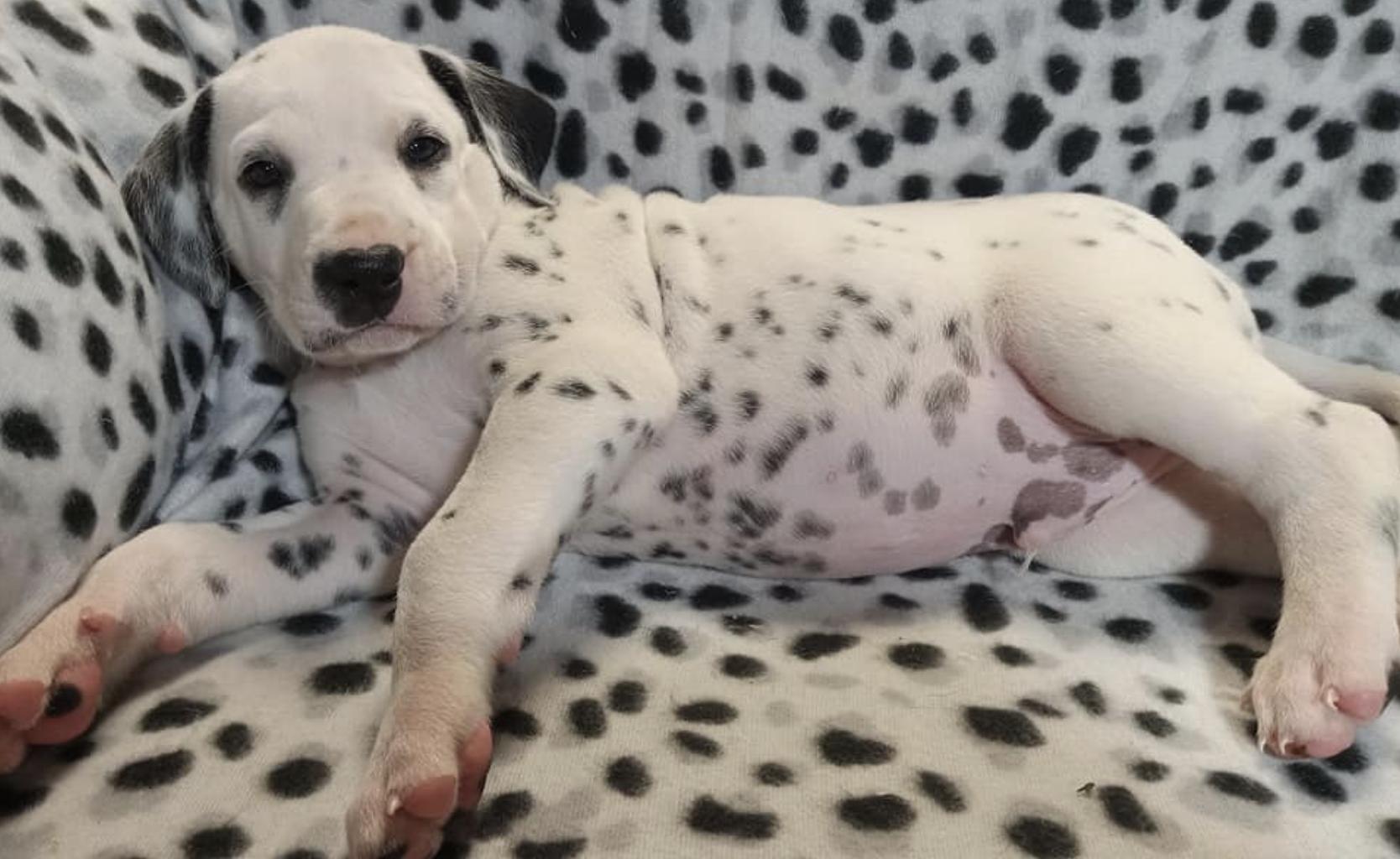 Point Hope's Sublime Dalmatians in Virginia | Dalmatian puppies | Good Dog