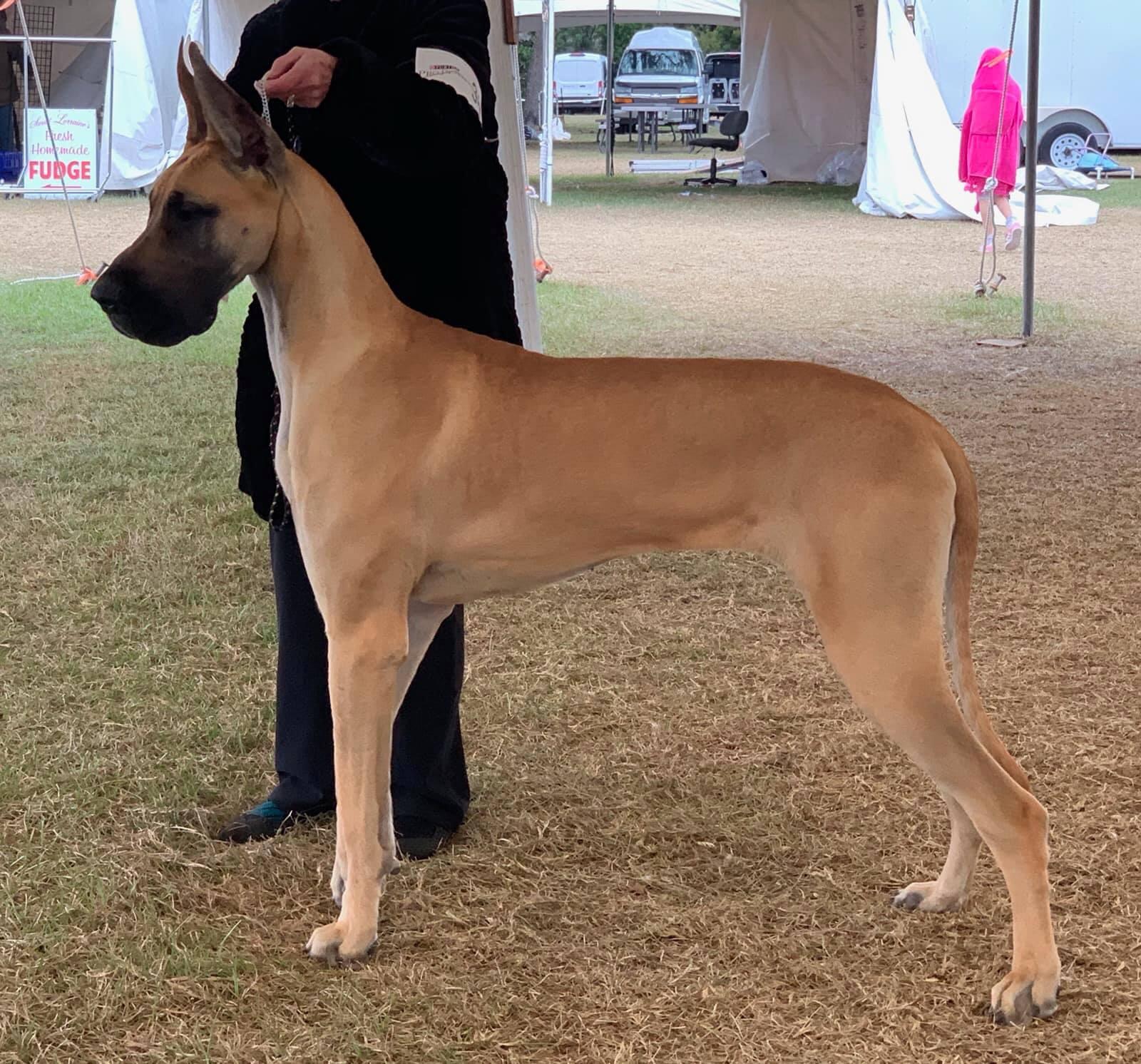 VZTop Danes in North Carolina | Great Dane puppies | Good Dog