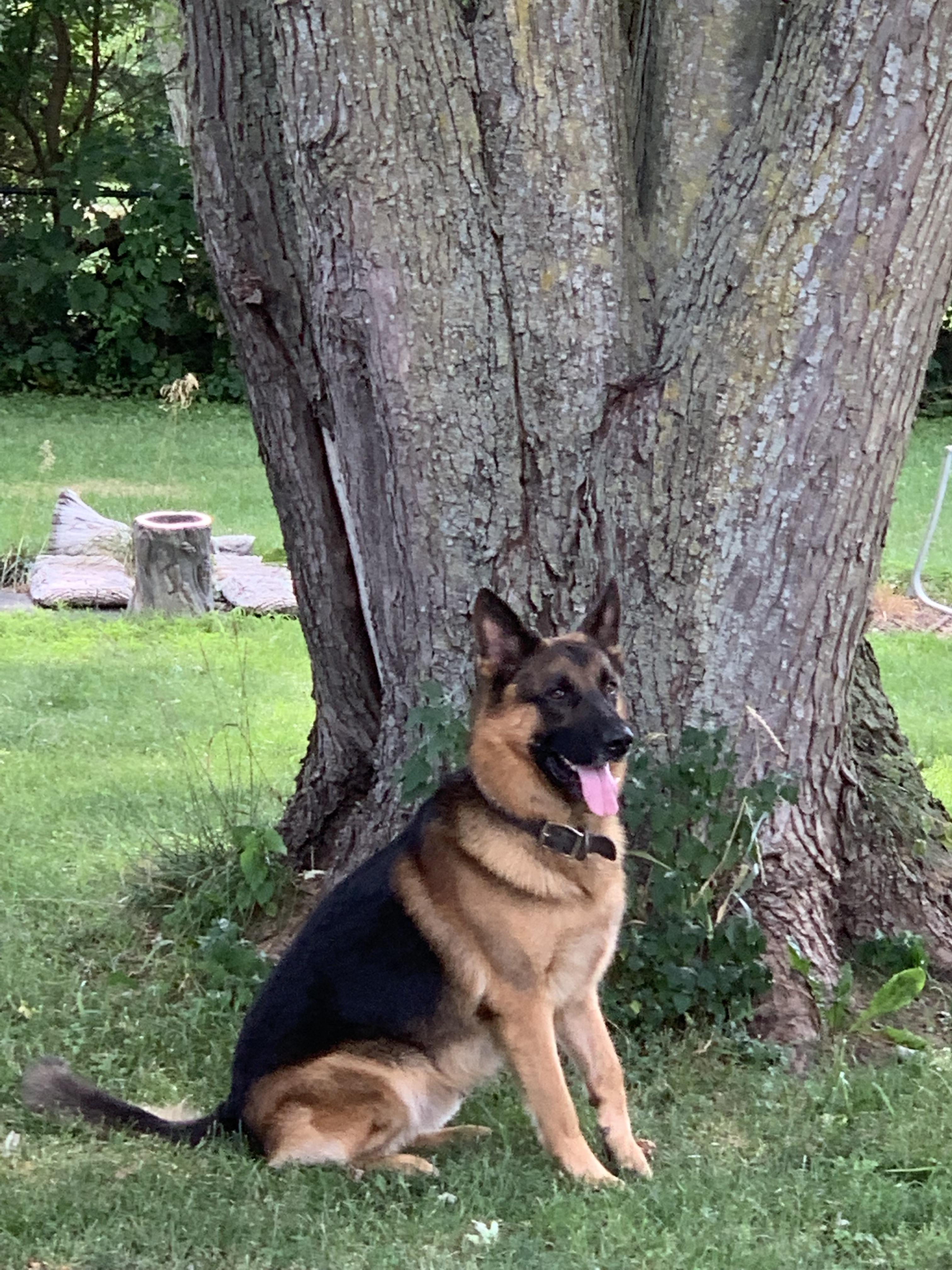 Von Della Haus in Illinois | German Shepherd puppies | Good Dog