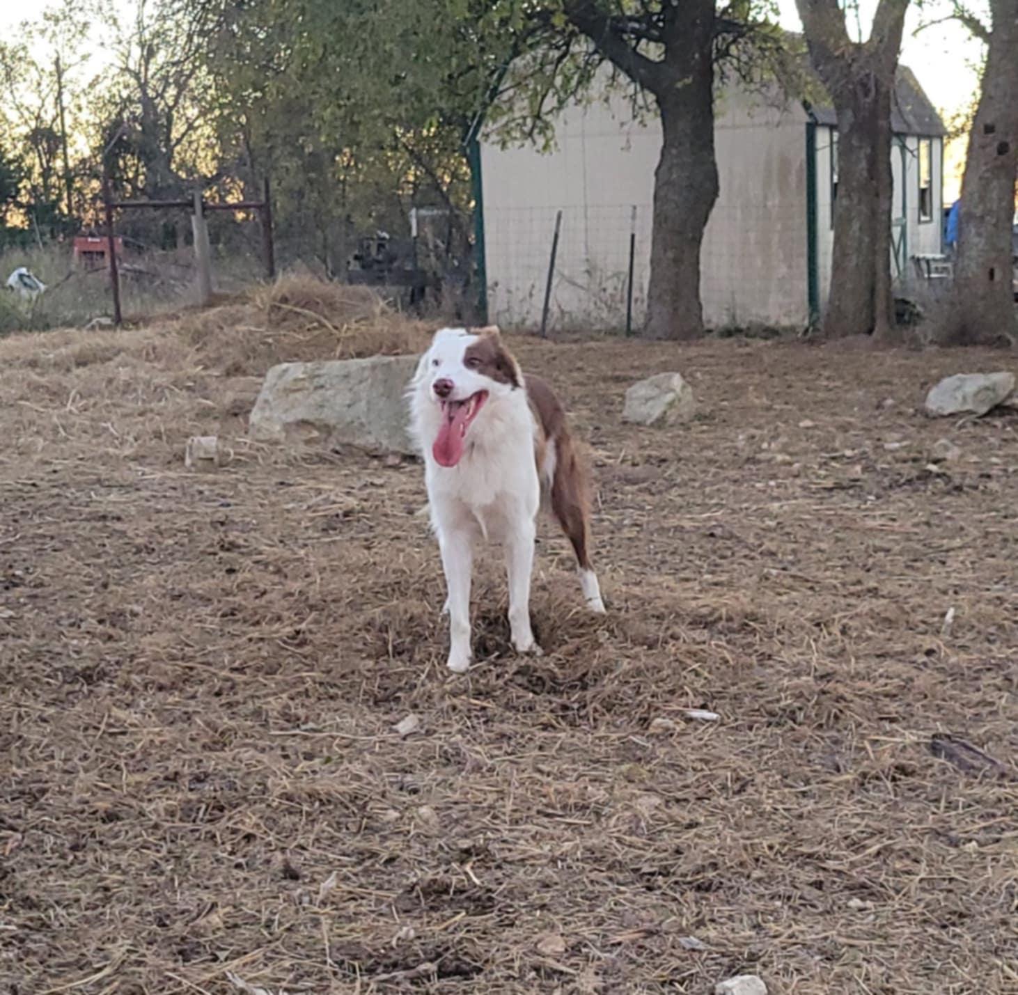 KMA Ranch in Texas | Border Collie puppies | Good Dog