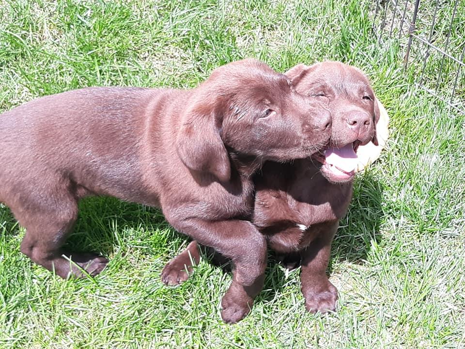 Aldrich Mountain Labradors in Oregon | Labrador Retriever puppies ...