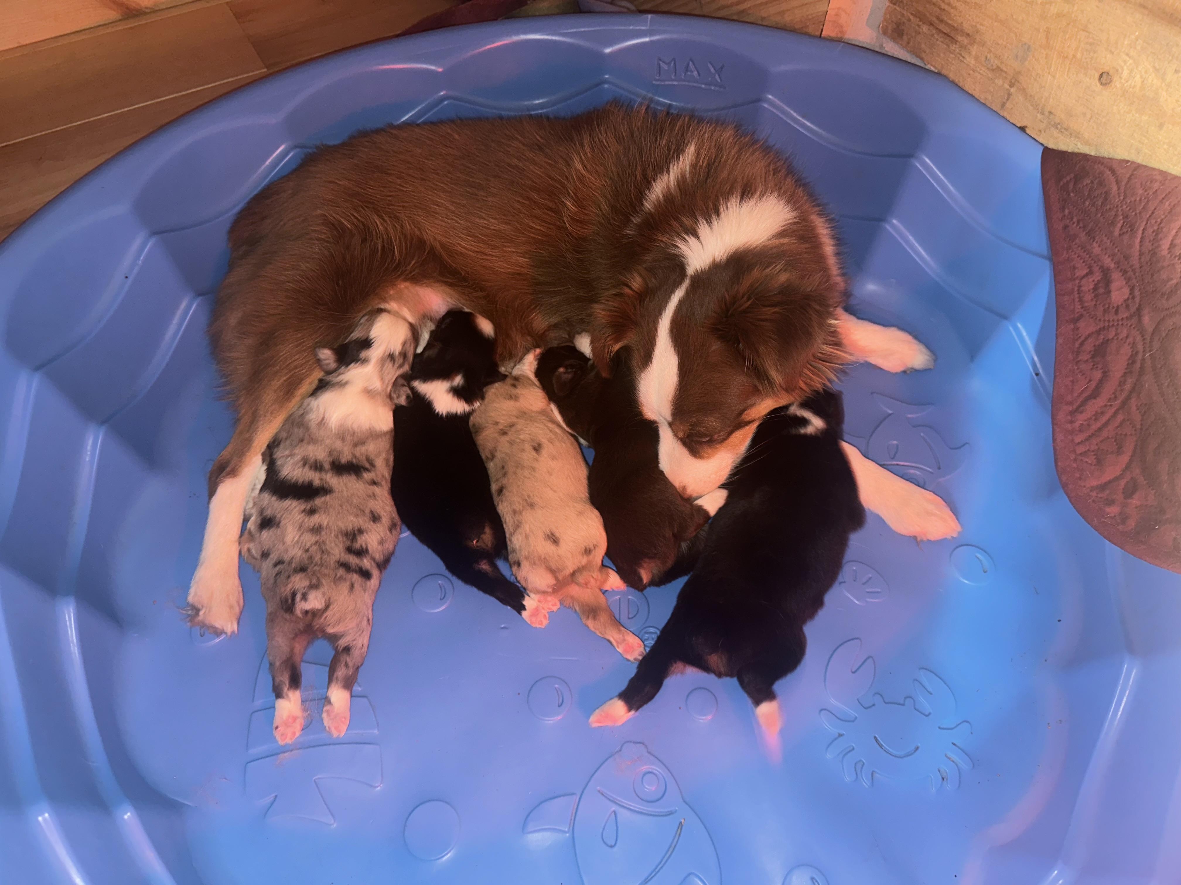 Double “B” Cross Ranch in Indiana | Miniature Australian Shepherd ...