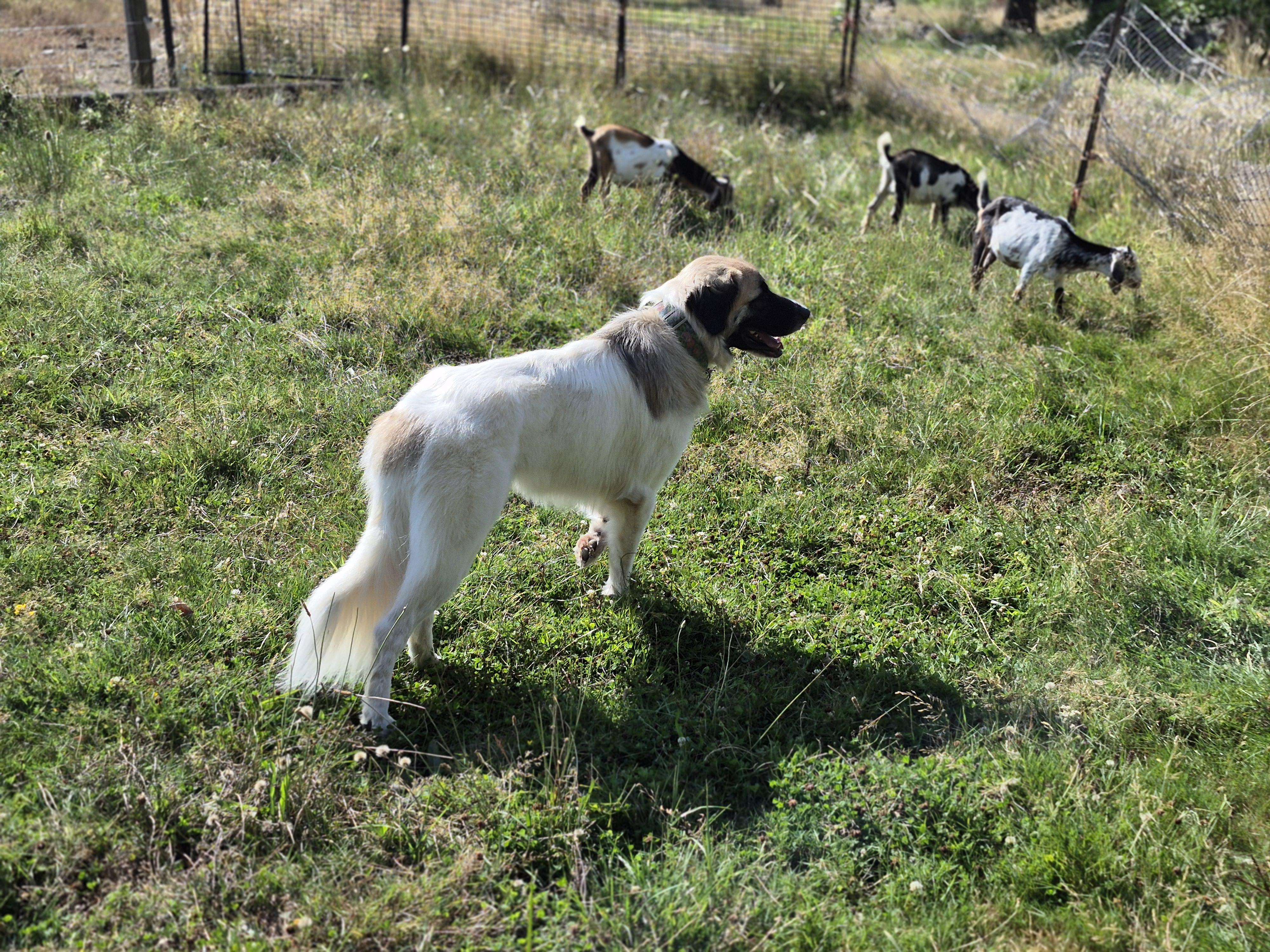 Mercy Gates Farm in Oregon | Colorado Mountain Dog puppies | Good Dog
