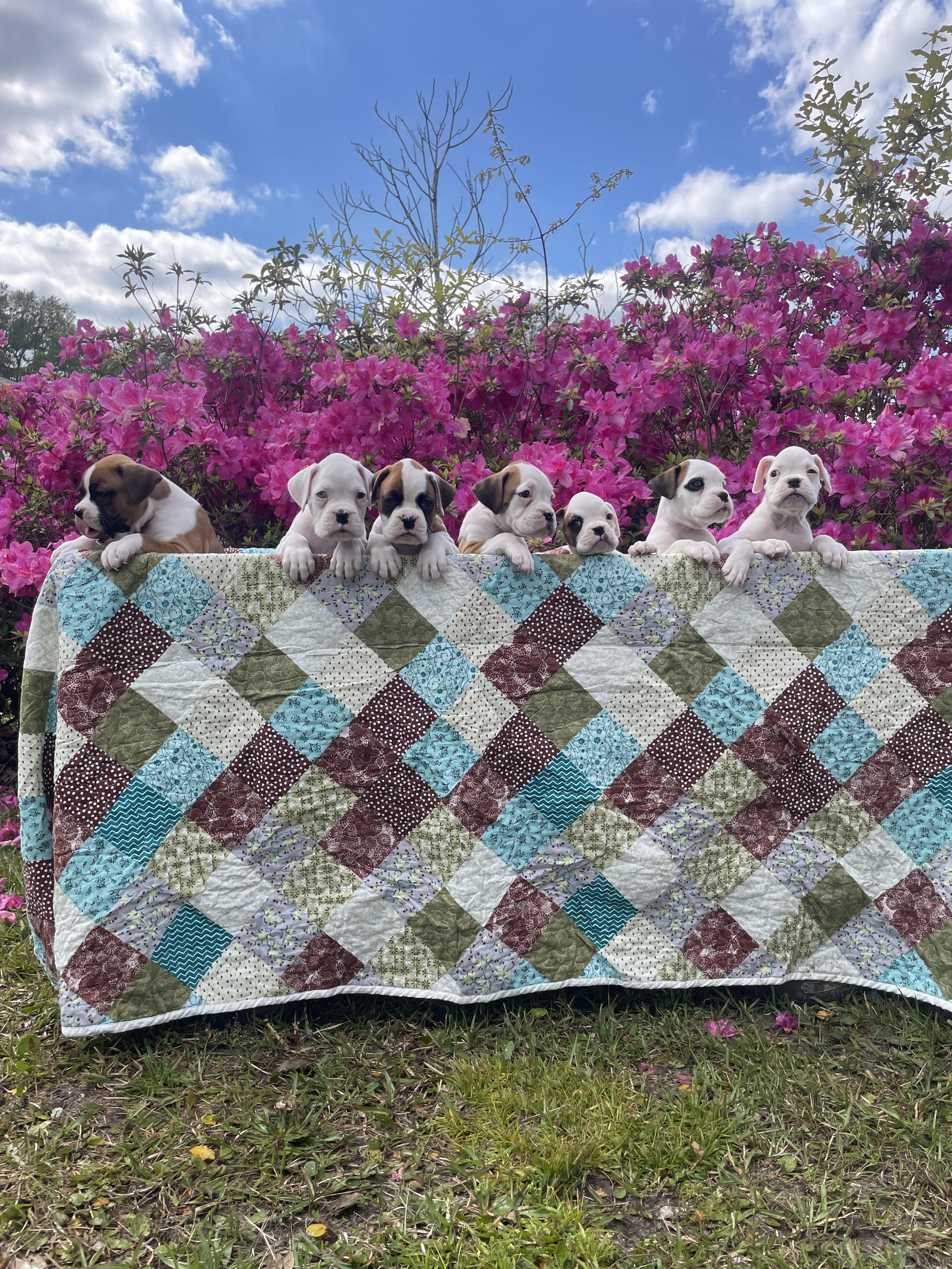 David's Boxers in Georgia | Boxer puppies | Good Dog