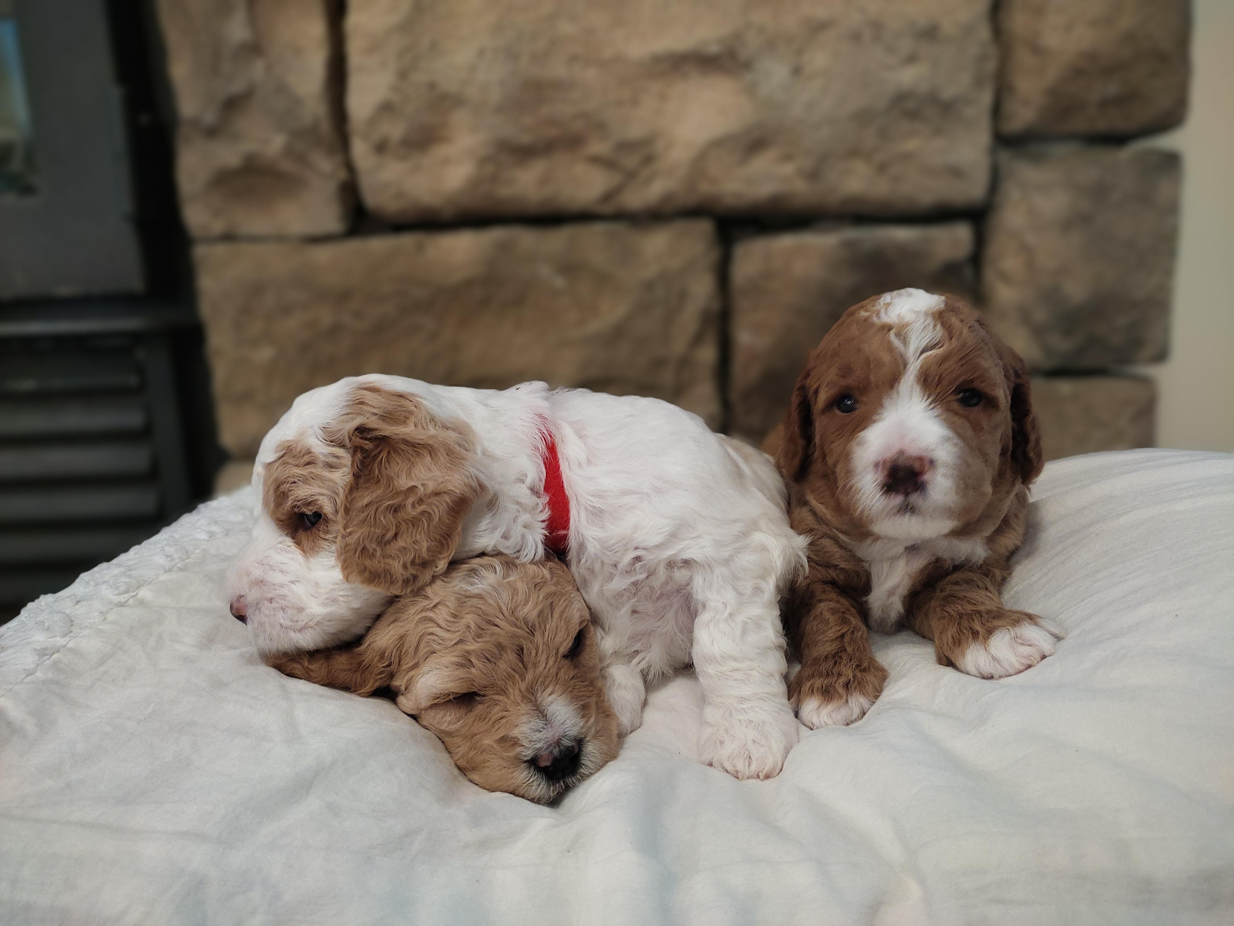 Country Lane Goldendoodles in Michigan | Goldendoodle puppies | Good Dog