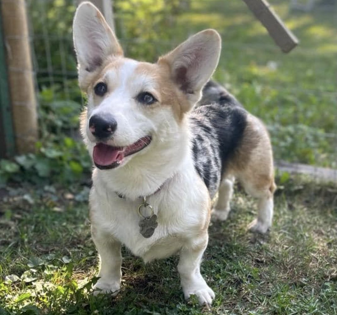 Crystal Blue Corgi in Minnesota | American Corgi puppies | Good Dog