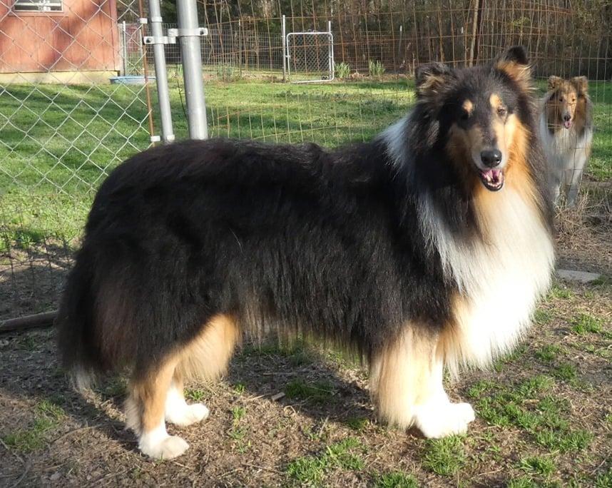 Diamaund in Mississippi | Collie puppies | Good Dog