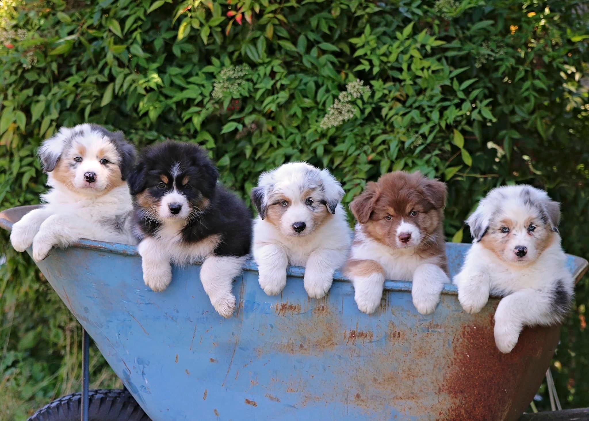 Legato Aussies in Oregon | Australian Shepherd puppies | Good Dog