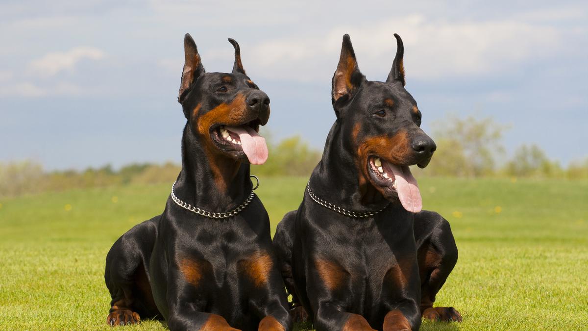 25 cute Purebred Doberman Pinscher puppies for sale | Good Dog