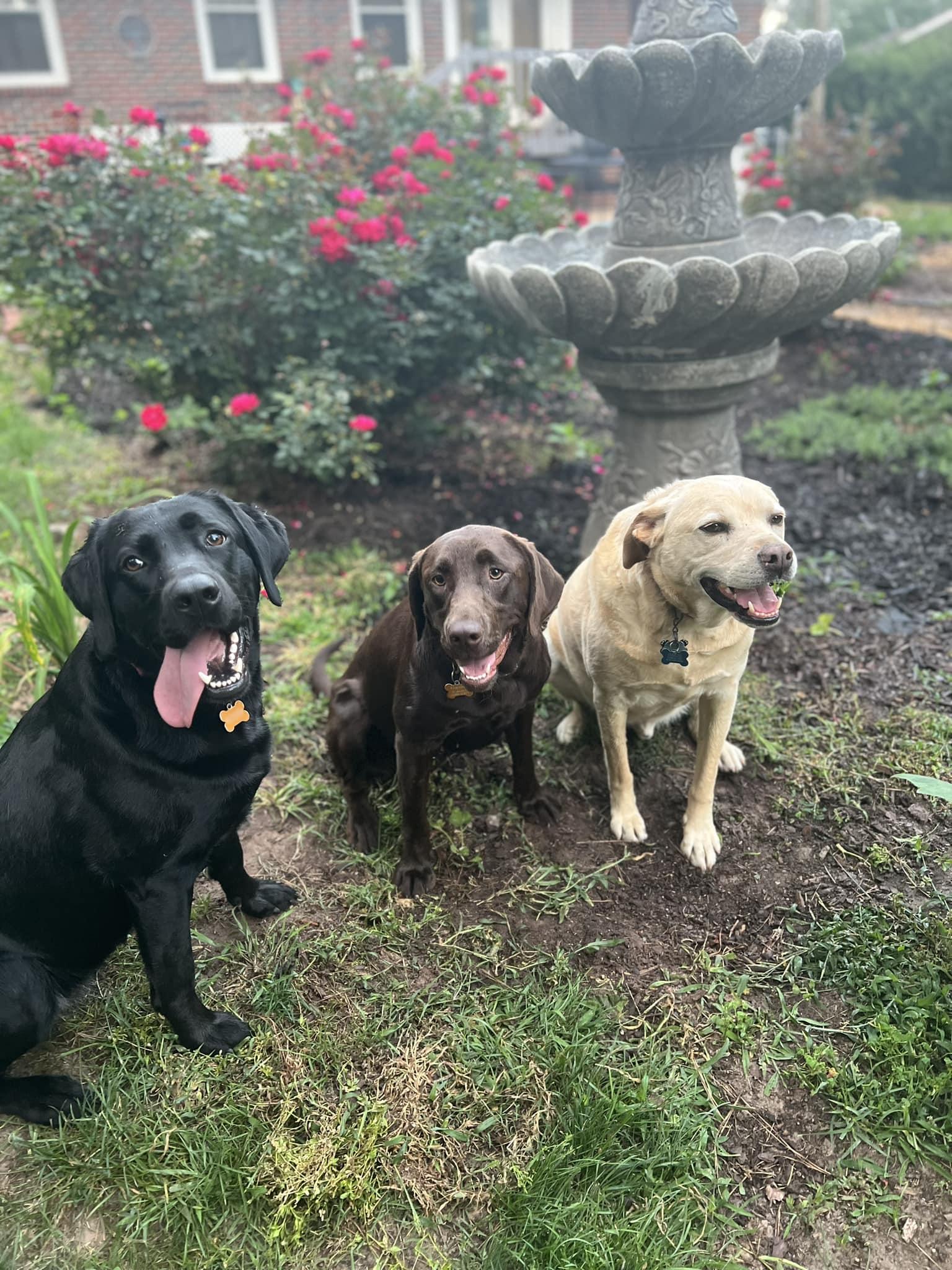 LMD Retrievers in Georgia | Labrador Retriever puppies | Good Dog