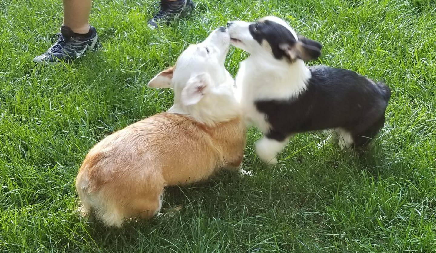 Sharon's Corgis in South Dakota | Pembroke Welsh Corgi puppies | Good Dog