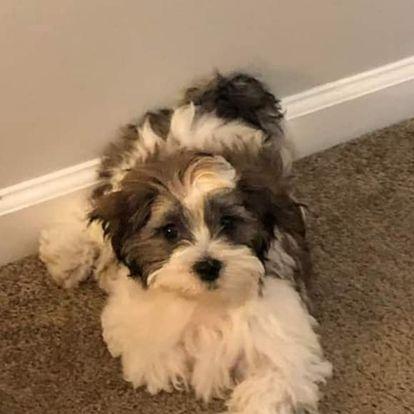 Malshiology in North Carolina | Mal-Shi puppies | Good Dog