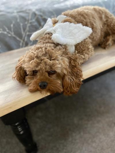 Lynnette's Cavapoos in Michigan | Cavapoo puppies | Good Dog
