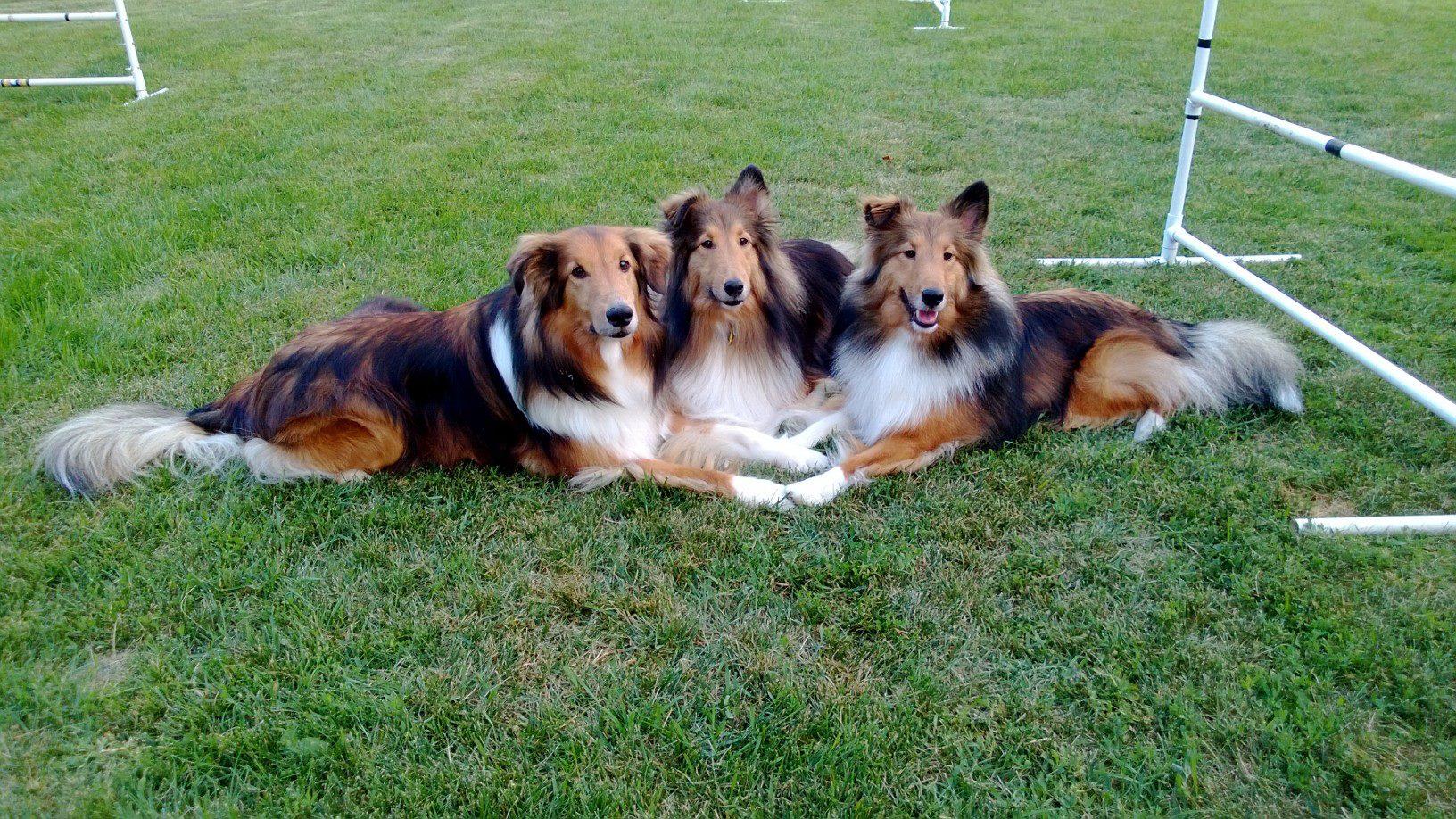 Rivertree K9s in Wisconsin | Shetland Sheepdog puppies | Good Dog