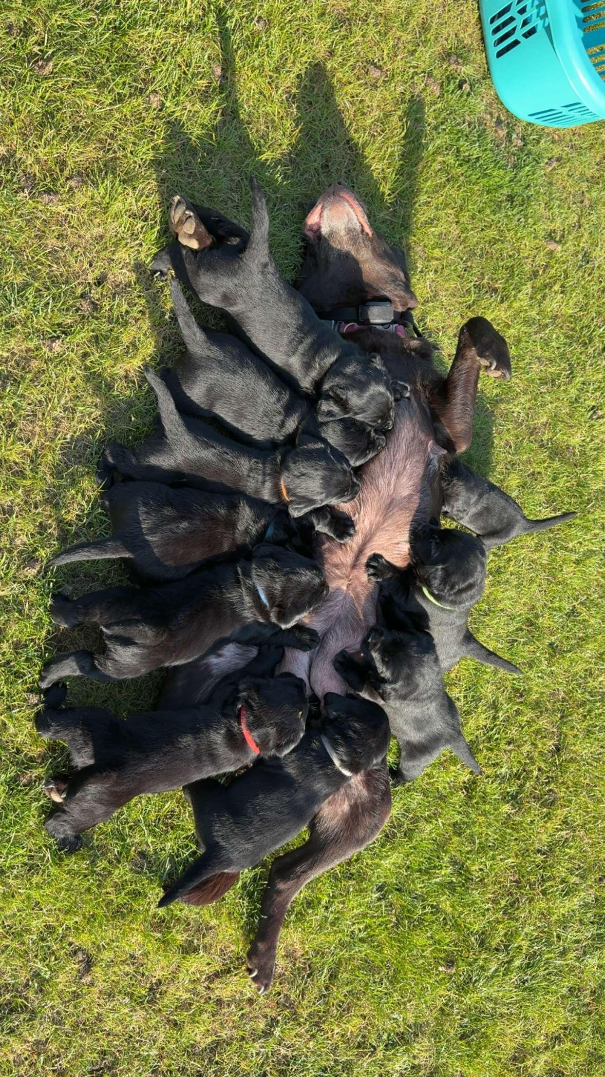 Linderman Labs in Washington | Labrador Retriever puppies | Good Dog