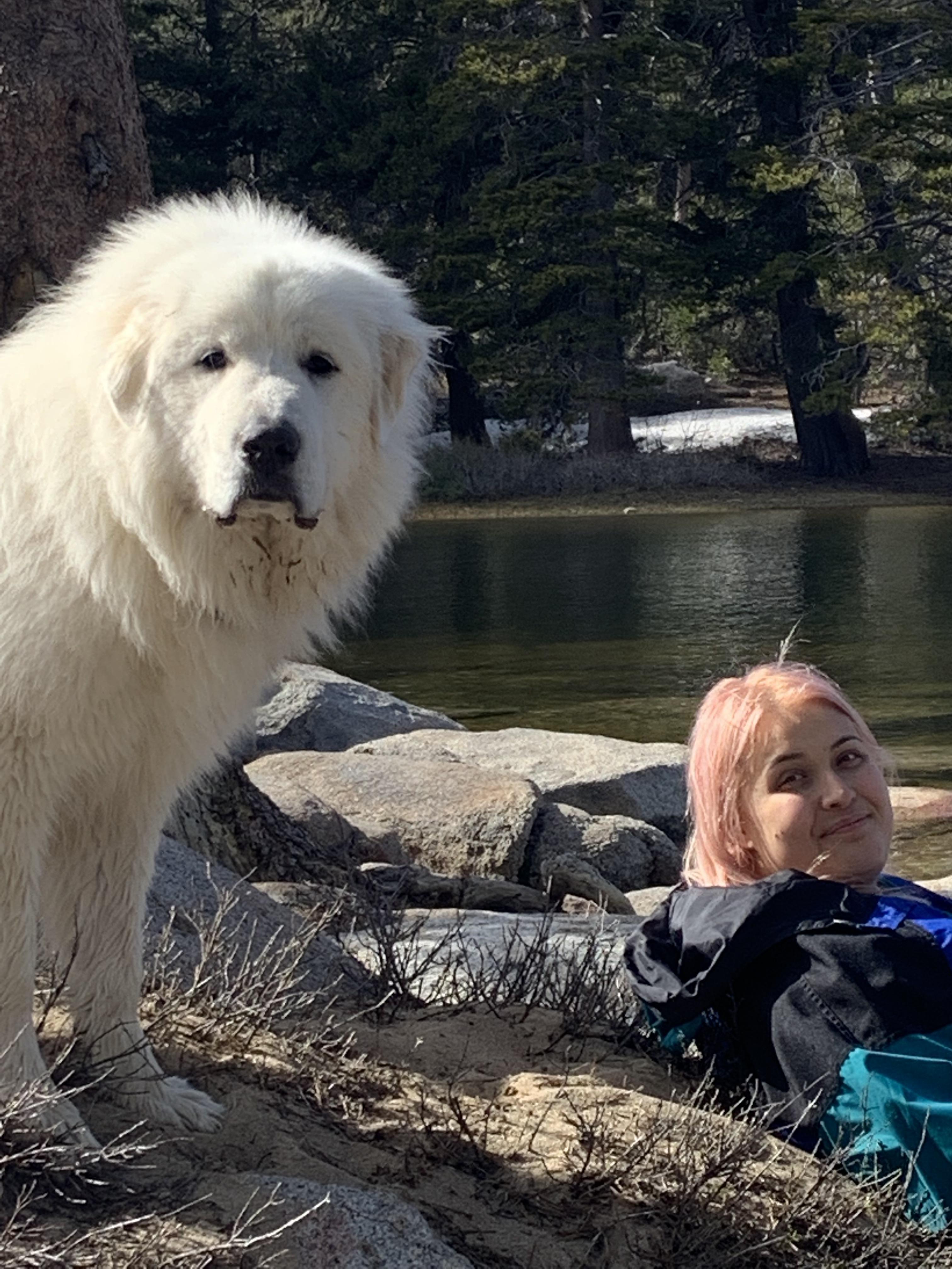 Royal Oaks Pyrenees in California | Great Pyrenees puppies | Good Dog