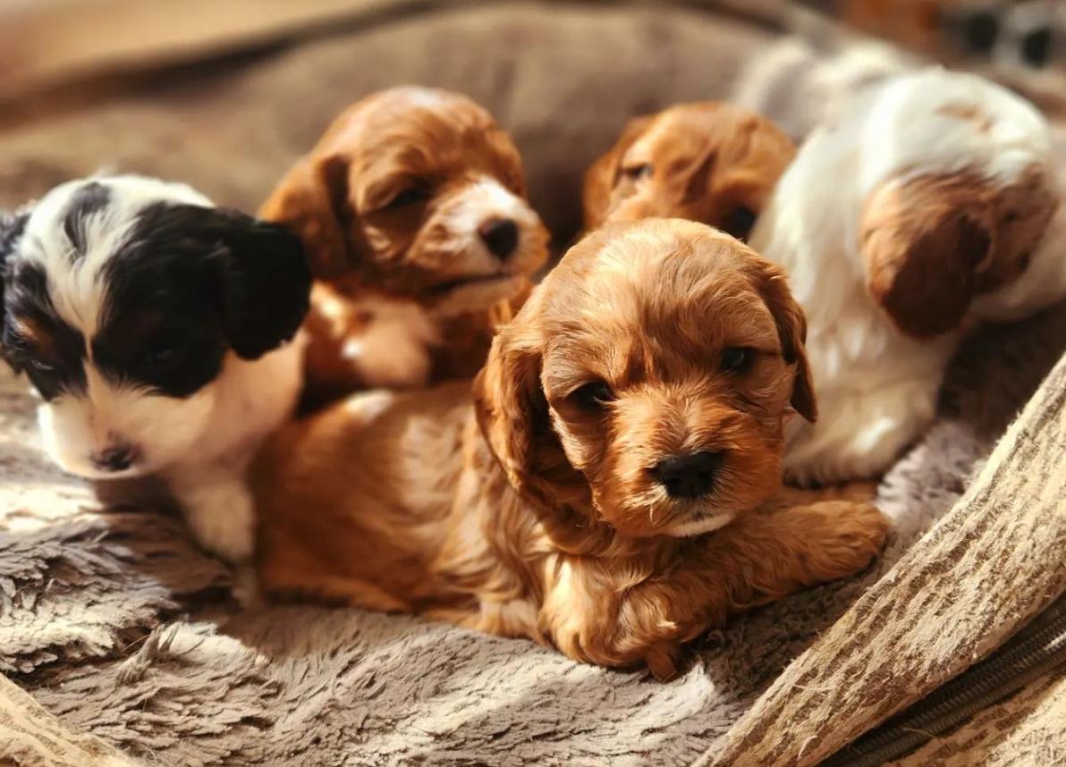 Gold Country Doodles in California | Cavapoo puppies | Good Dog