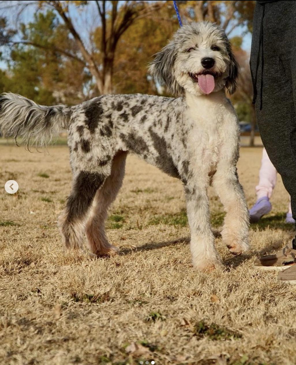Native Elegant Doodles in Oklahoma | Aussiedoodle puppies | Good Dog