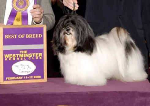 Yup's Havanese in Florida | Havanese puppies | Good Dog
