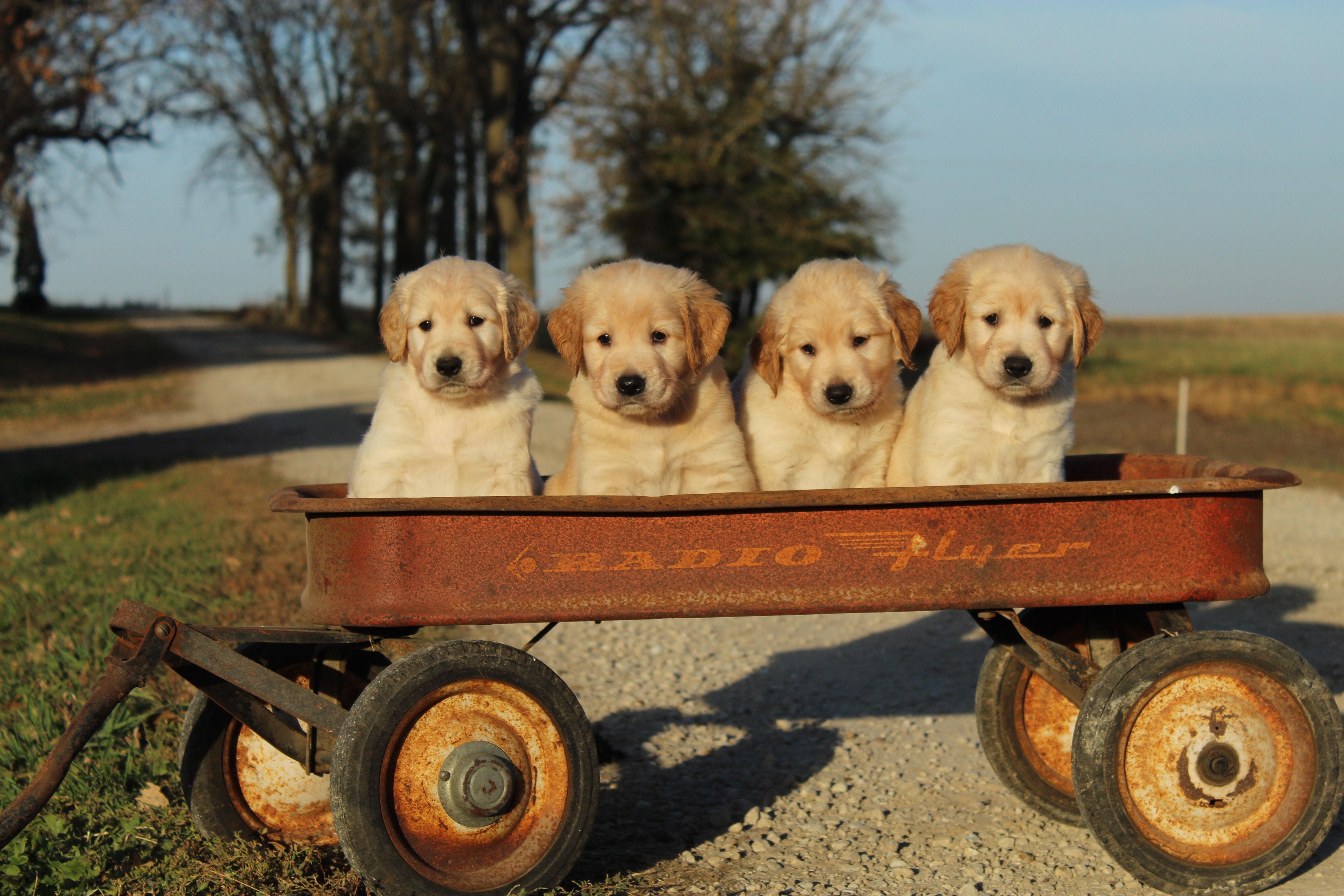 Windcliff Goldens in Minnesota | Golden Retriever puppies | Good Dog