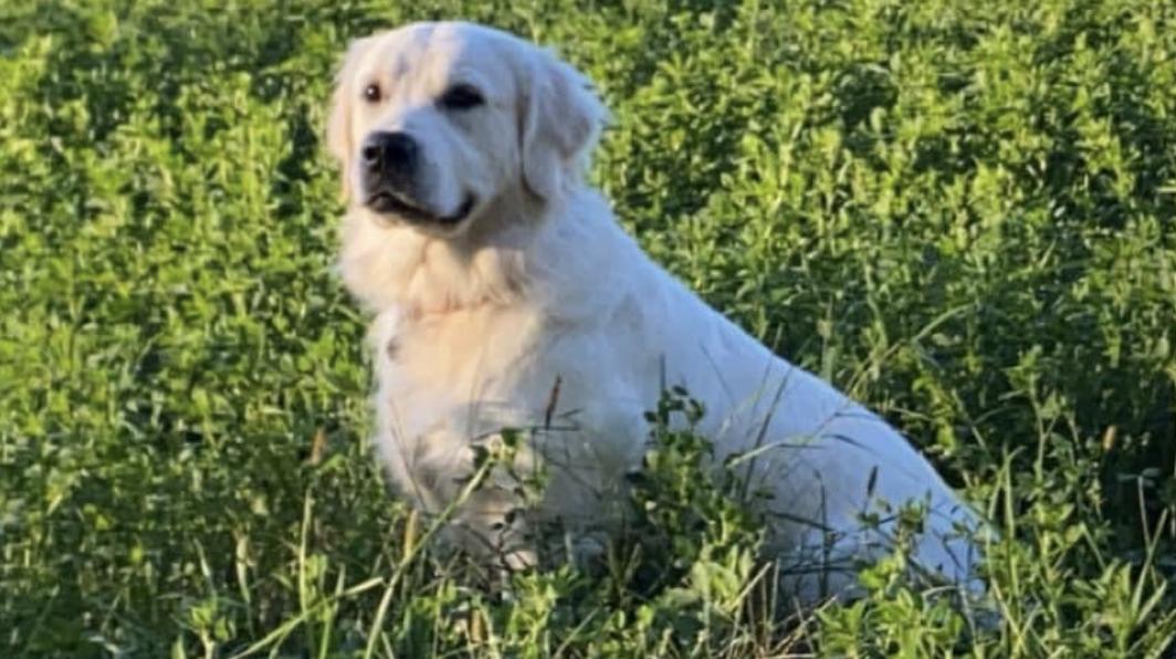 Life is Golden Retrievers in Pennsylvania | Golden Retriever puppies ...