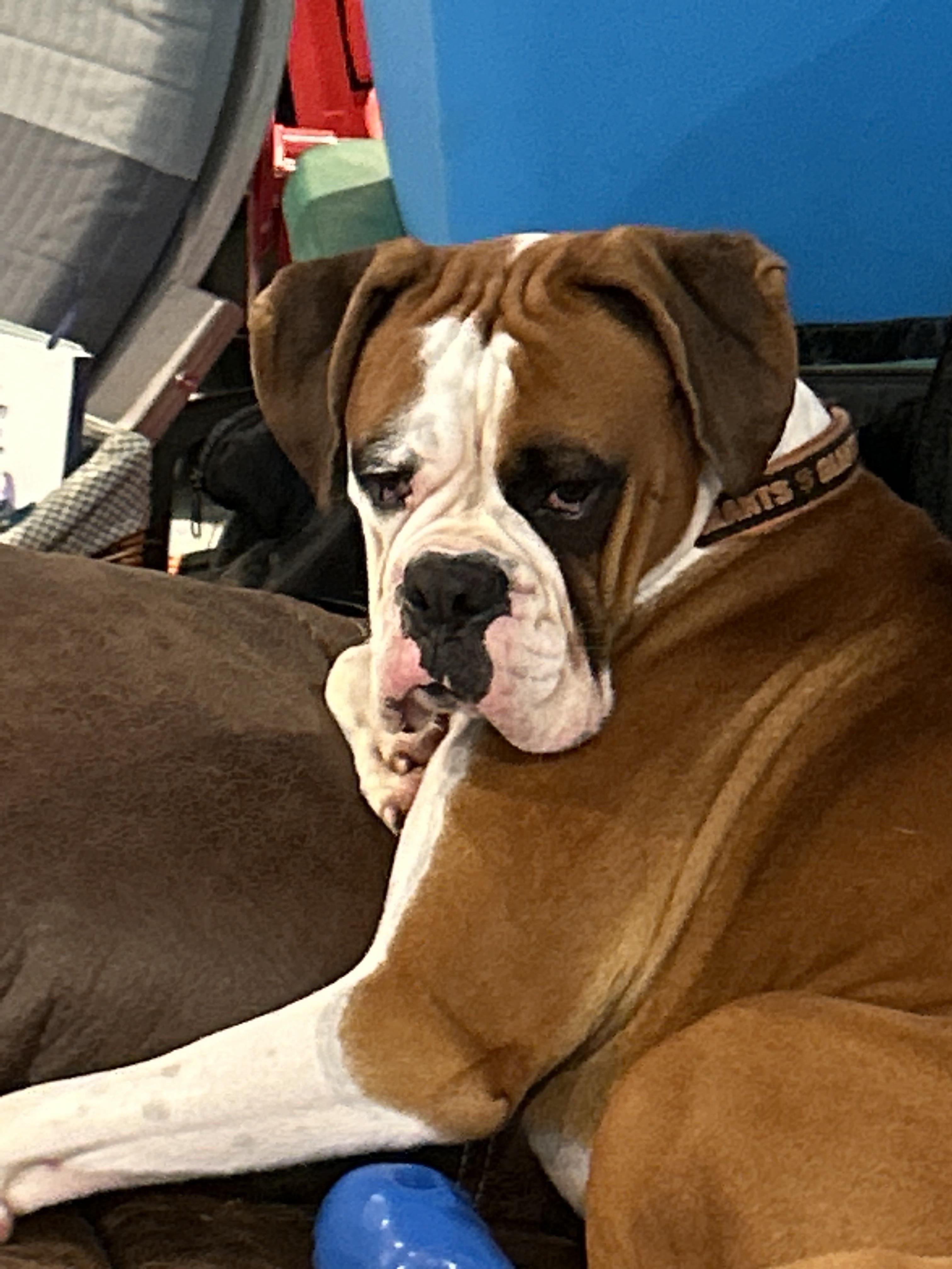 Gilmore Boxers in Hawaii | Boxer puppies | Good Dog