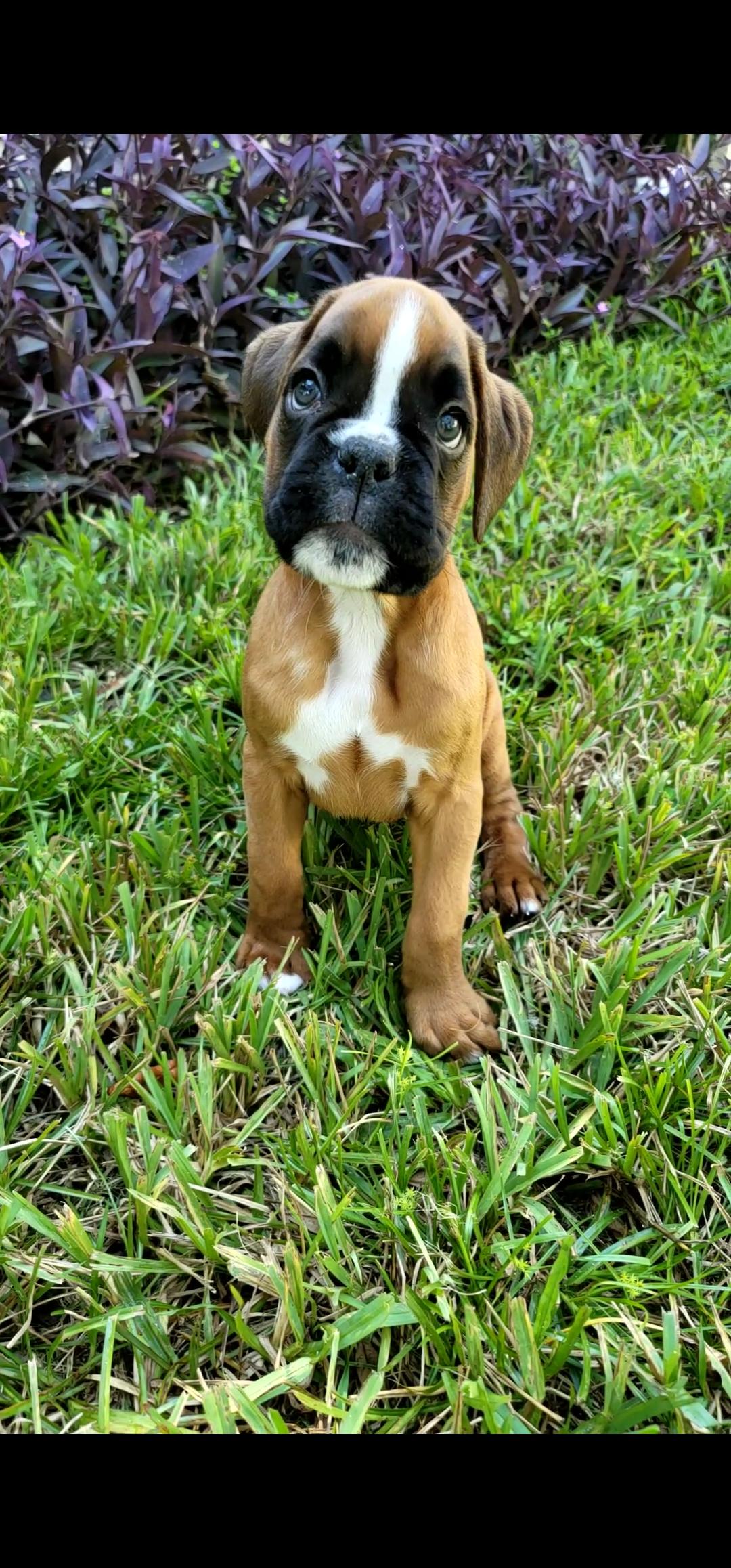 Hart's Grand Boxers in Florida | Boxer puppies | Good Dog